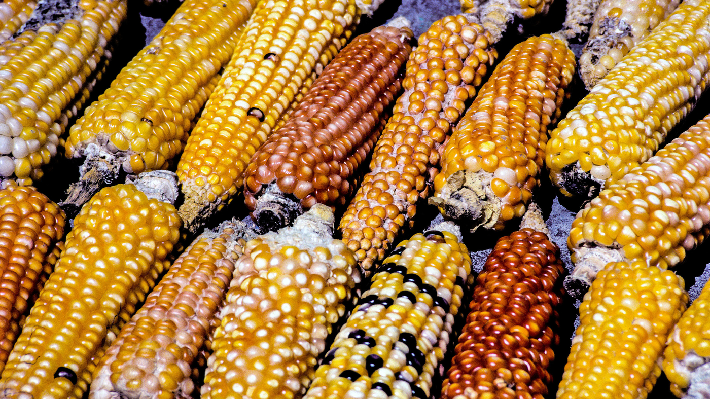 Trump Freezes Aid To Guatemala, Ending Programs That Help Farmers Face ...