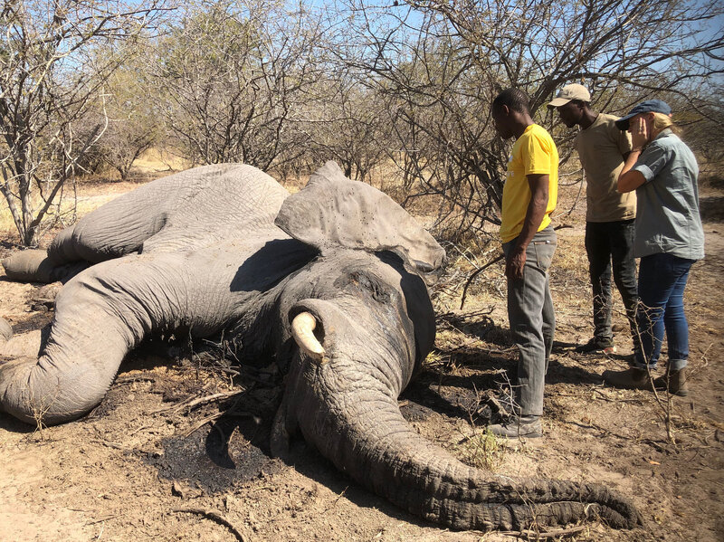 Why Botswana Is Lifting Its Ban On Elephant Trophy Hunting | Committee ...