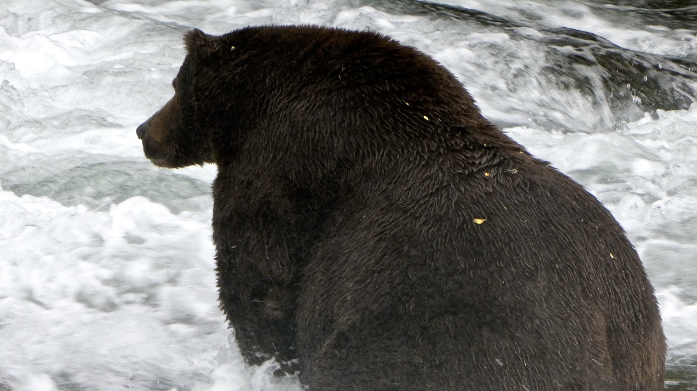 Fat Bear Week Has Bear Fans Filling Out Brackets Like It's Ursine March ...