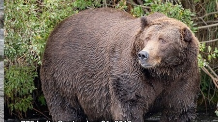 Fat Bear Week Has Bear Fans Filling Out Brackets Like It's Ursine March ...