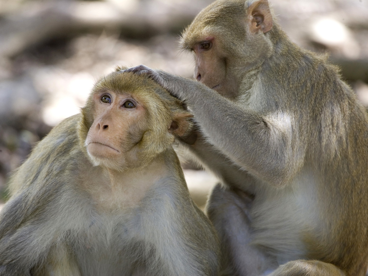 What Monkeys Can Teach Us About Humans : NPR