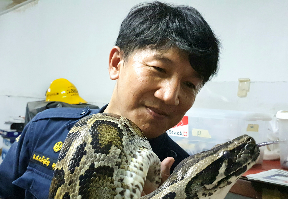 When Snakes Slither Into Bangkok Homes, This Is The Wrangler Who Gets ...