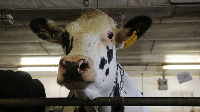 Food For Thought : The Salt : NPR