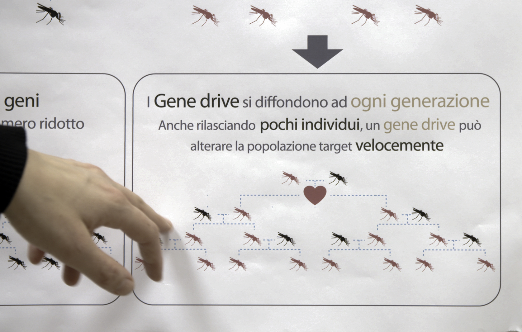 VIDEO: See A Controversial Swarm Of Genetically Modified Mosquitoes In ...