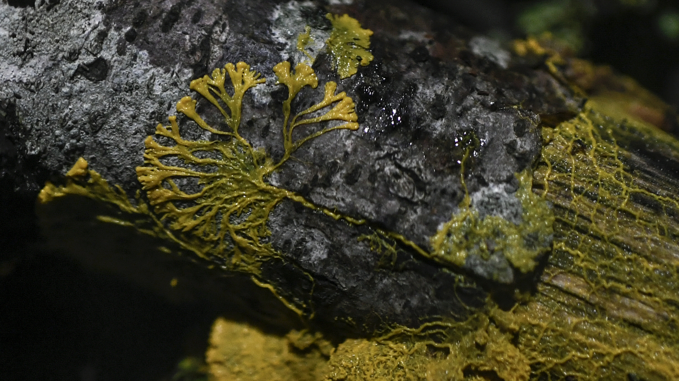 Paris Zoo's New Attraction Is 'The Blob,' A Smart, Brainless Slime Mold ...