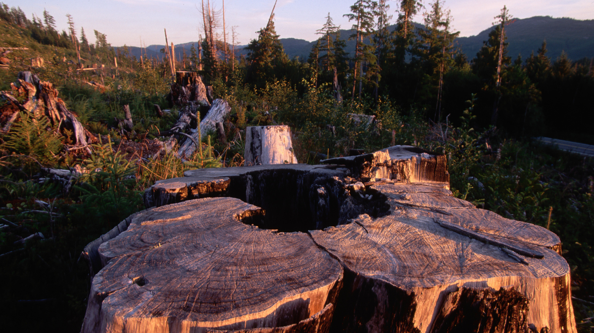 Trump Administration Wants To Open Tongass For Logging : Short Wave : NPR