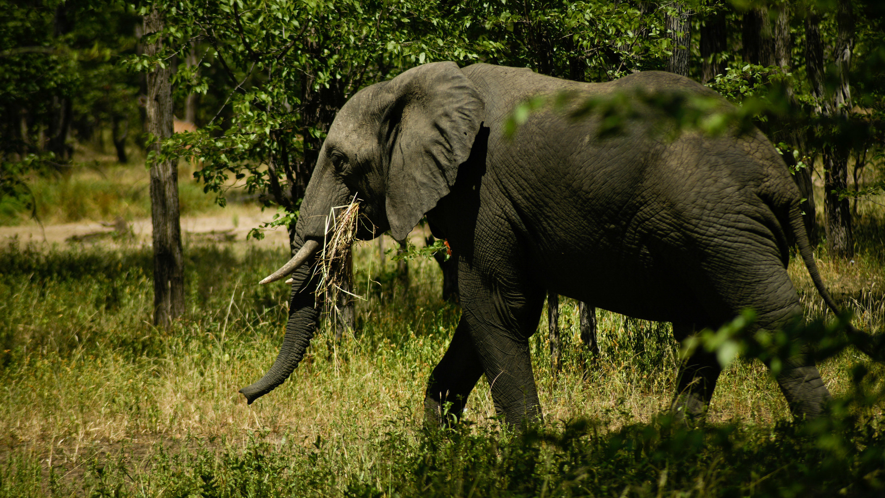 Using AI In Malawi To Save Elephants : NPR