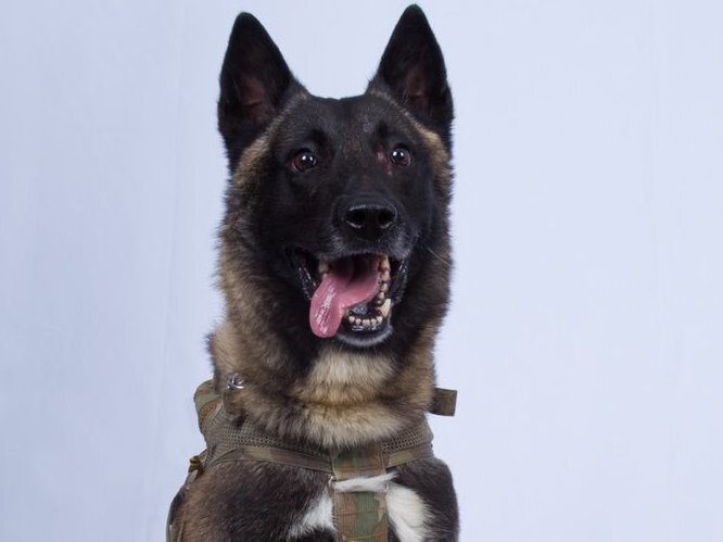 Hero Dog Injured In Syrian Raid Said To Be Making Full Recovery : NPR