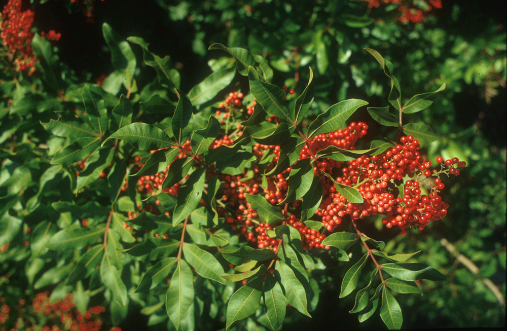 Florida Researchers Use Pests To Help Control Pesky Brazilian ...