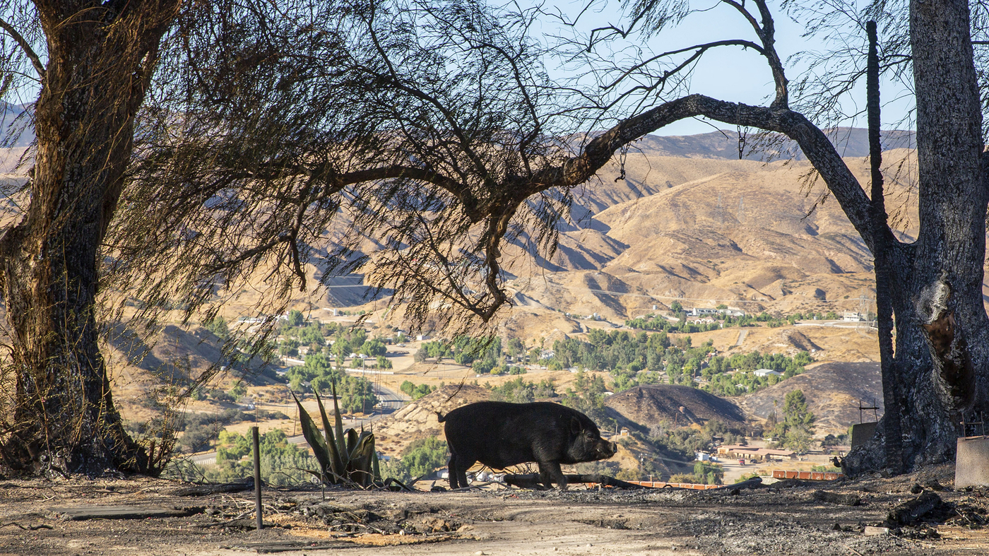 Southern California Tick Fire Destroys Family Farm : NPR