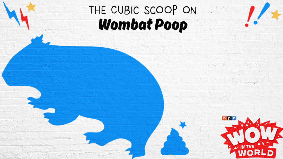 The Cubic Scoop on Wombat Poop! : NPR