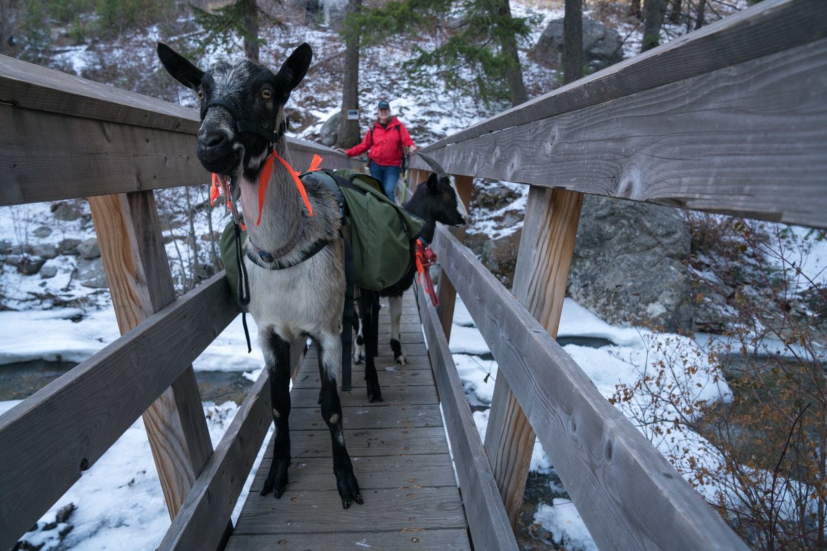 Goats Are Picking Up The Load For Backcountry Travelers. Some Worry ...