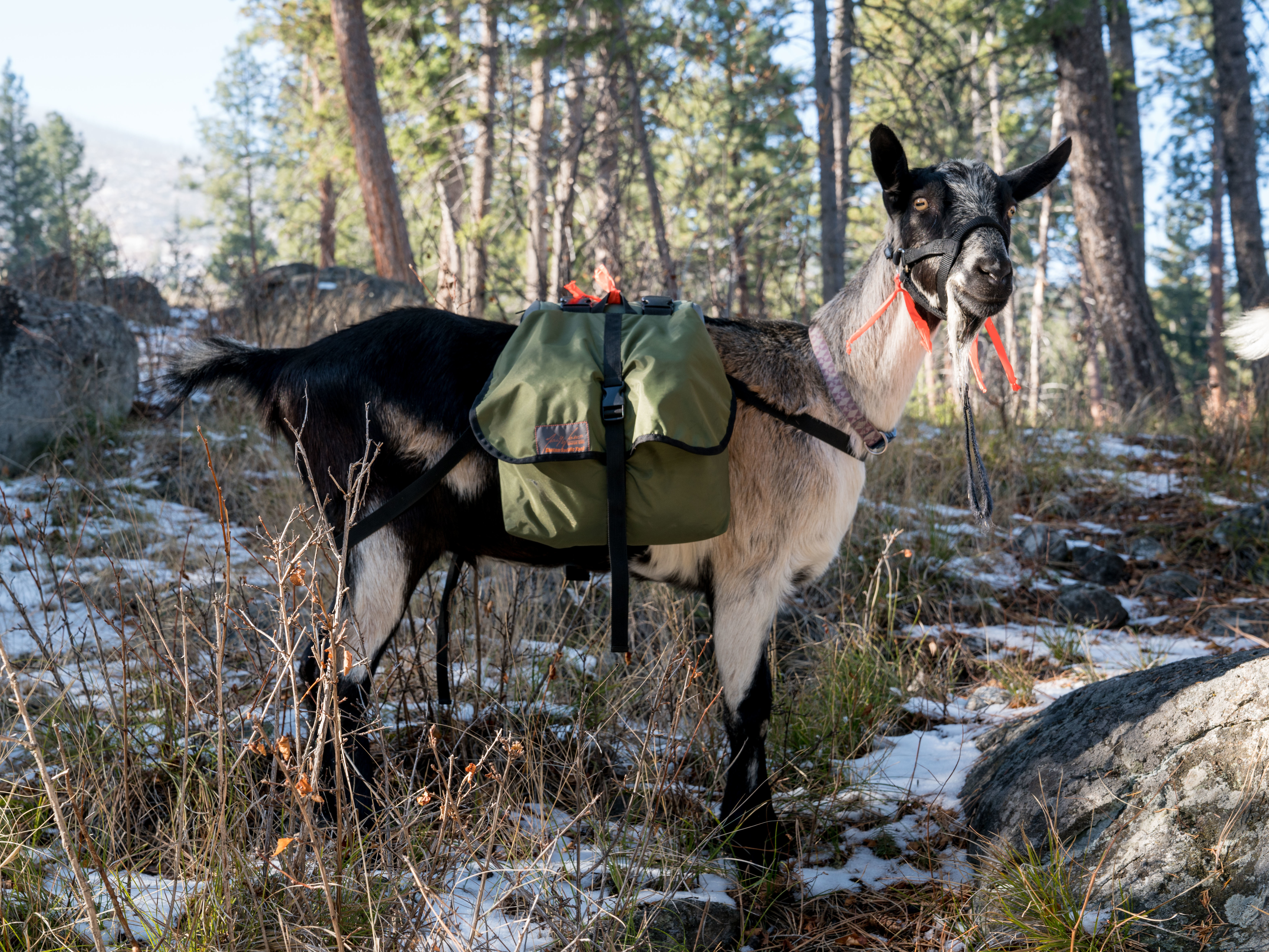 Goats Are Picking Up The Load For Backcountry Travelers. Some Worry ...