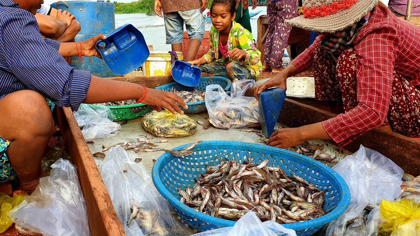Southeast Asia's Biggest Lake Is Facing A Shortage Of Fish : Goats and ...
