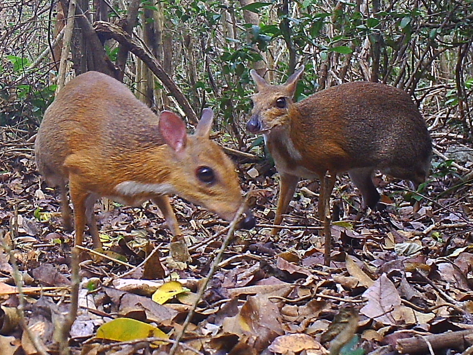 Silver-Backed Chevrotain, With Fangs And Hooves, Photographed In Wild For First Time | WBUR News