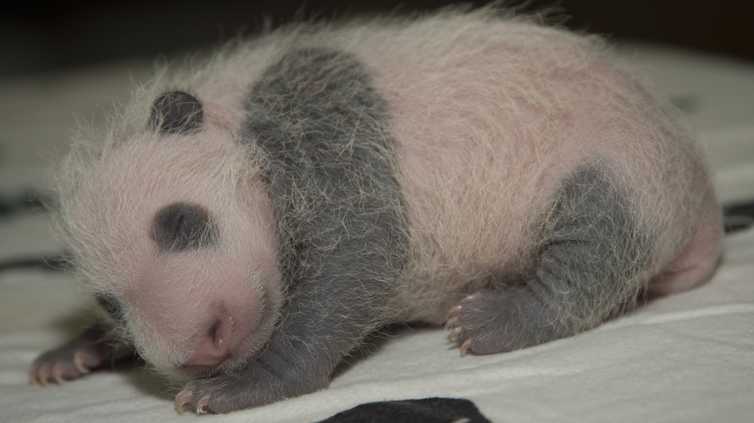 Giant Panda 'Bei Bei' Born in National Zoo Sent to China : Short Wave : NPR