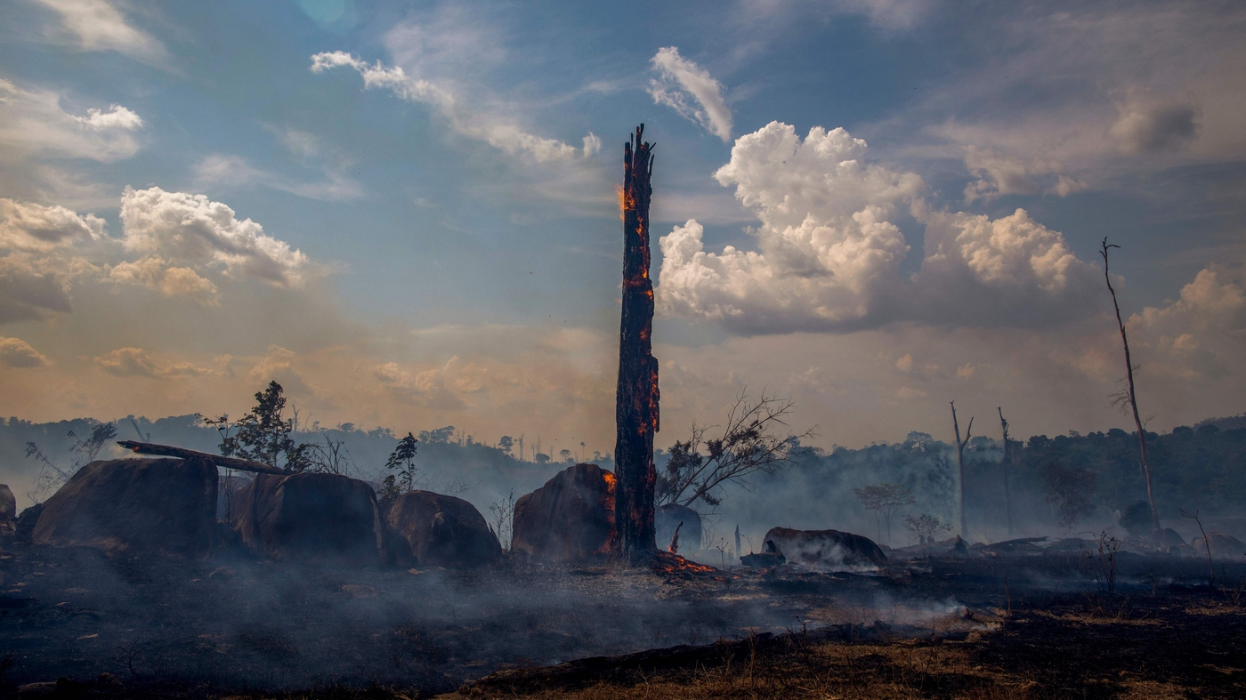 Amazon Rainforest Sees Biggest Spike In Deforestation In Over A Decade ...