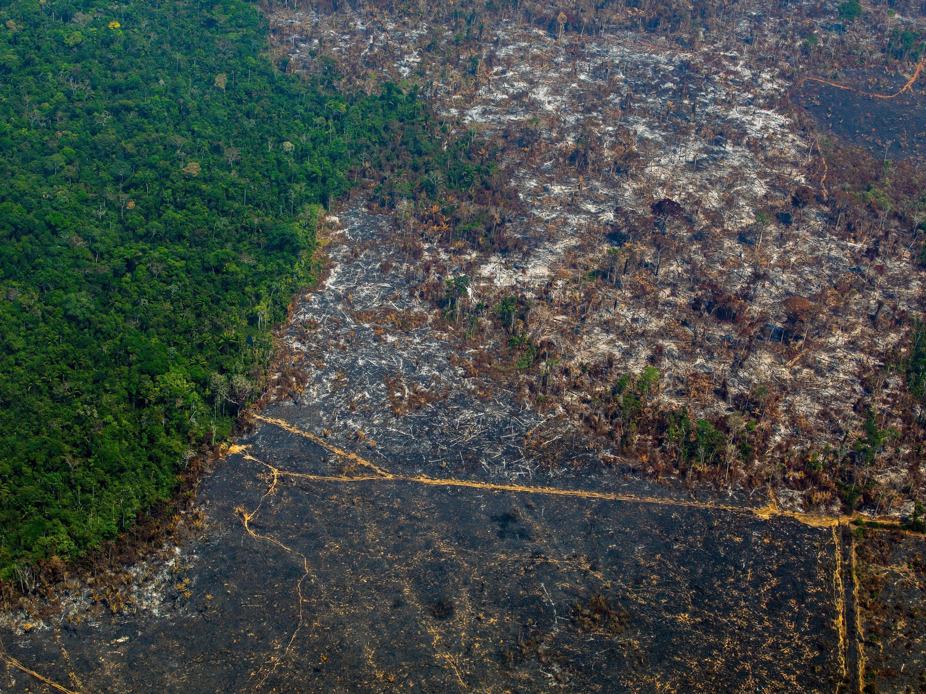 Amazon Rainforest Sees Biggest Spike In Deforestation In Over A Decade ...