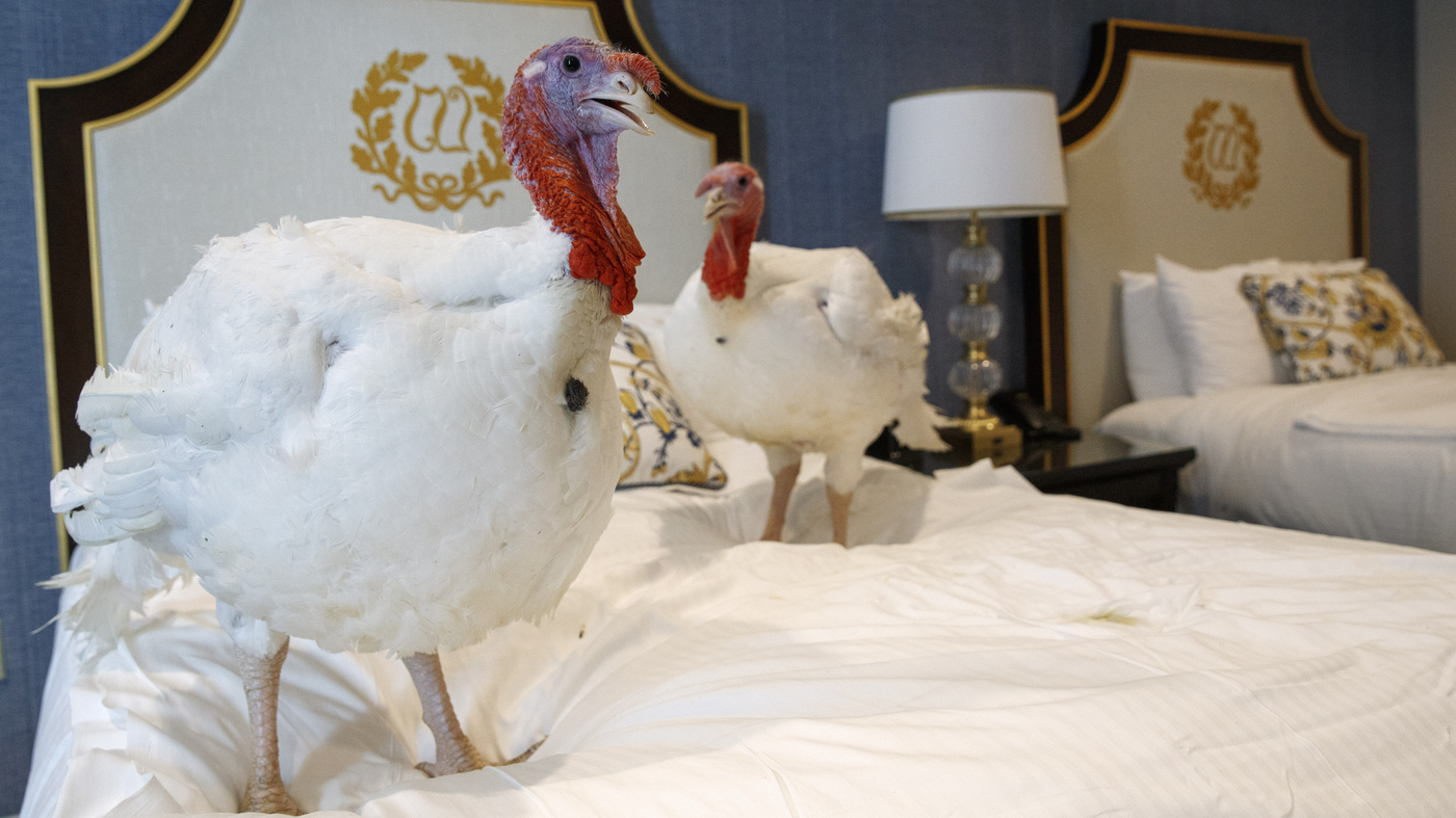 Explained: the strange truth behind the Thanksgiving turkey pardon ...