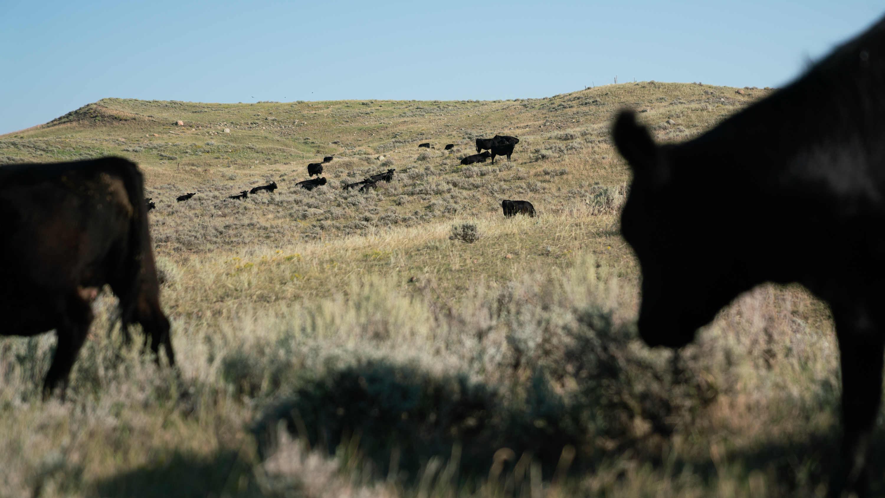 The American Prairie Reserve: Big Money Builds A New Kind Of National ...