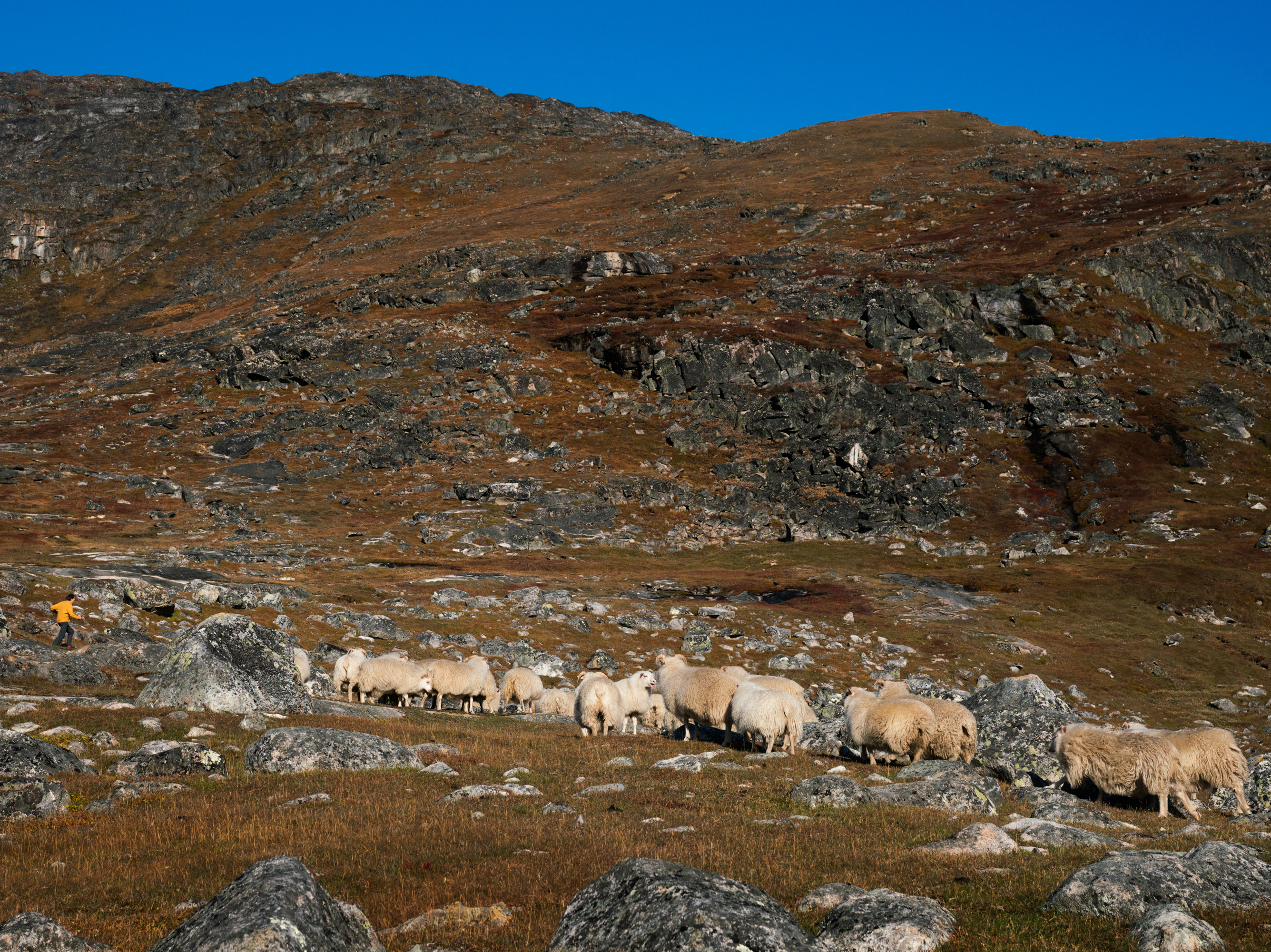 In A Warming Greenland, A Farming Family Adapts To Drought — And New ...