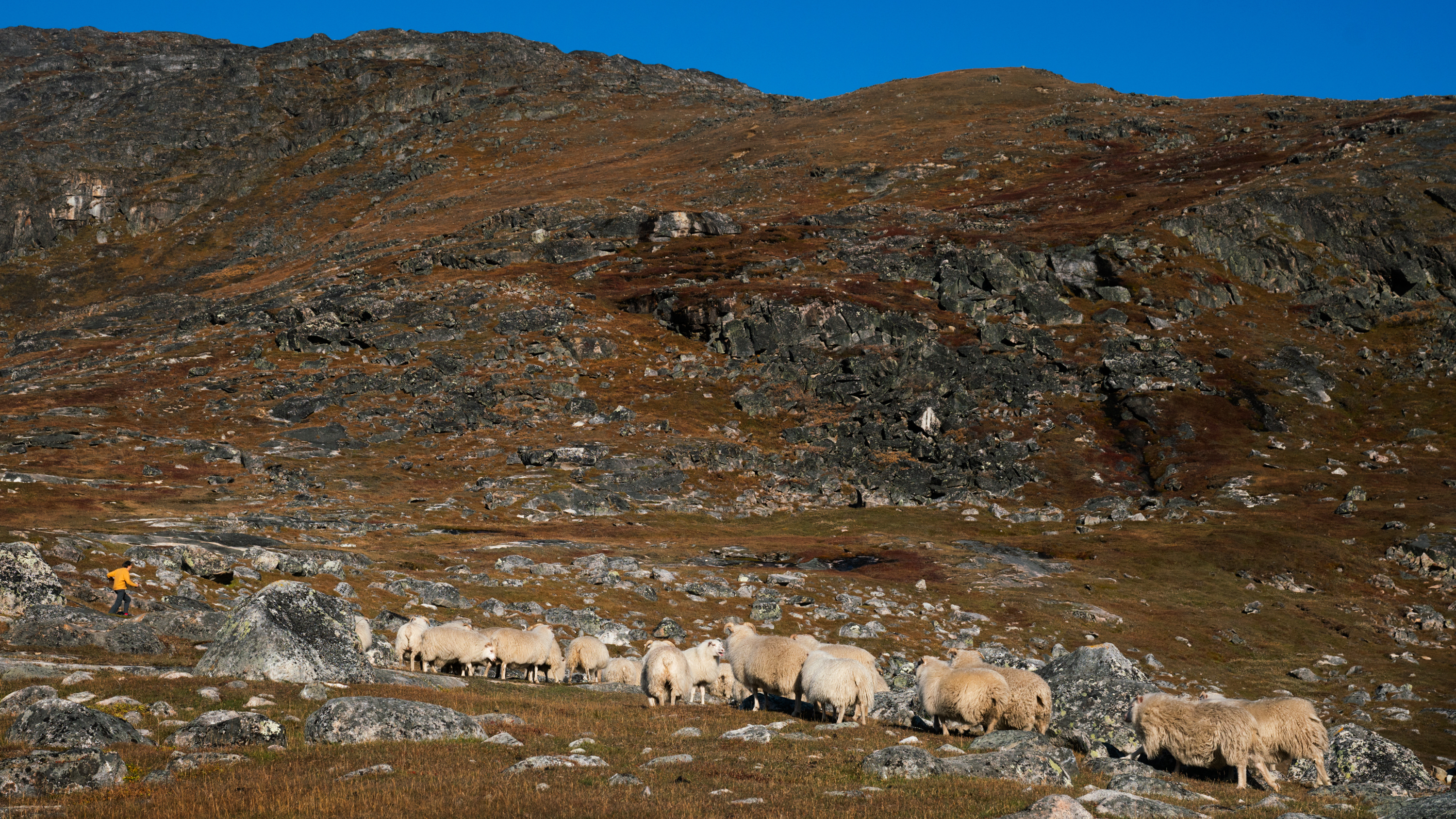 In A Warming Greenland, A Farming Family Adapts To Drought — And New ...