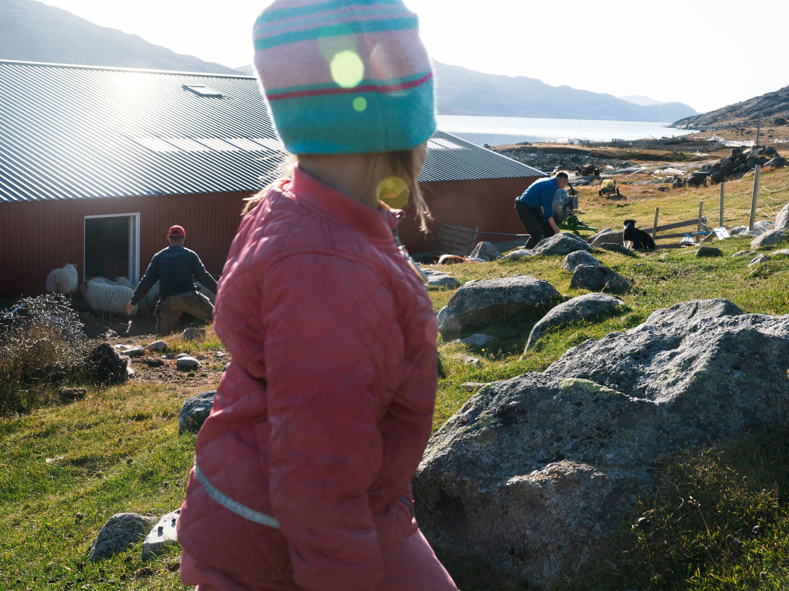 In A Warming Greenland, A Farming Family Adapts To Drought — And New ...