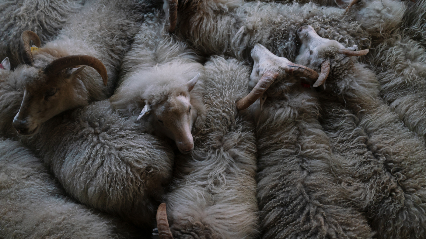 In A Warming Greenland, A Farming Family Adapts To Drought — And New ...