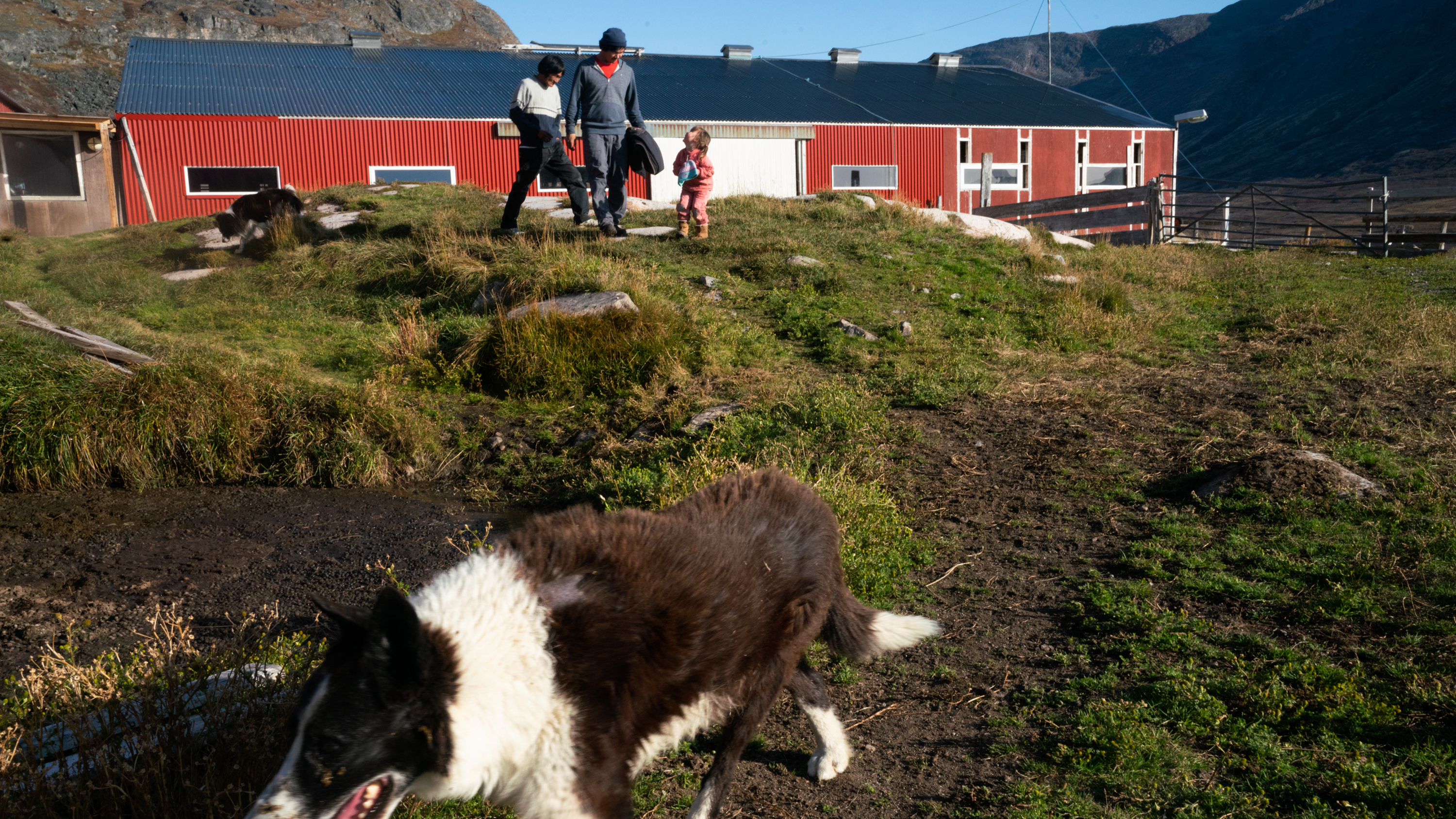 In A Warming Greenland, A Farming Family Adapts To Drought — And New ...