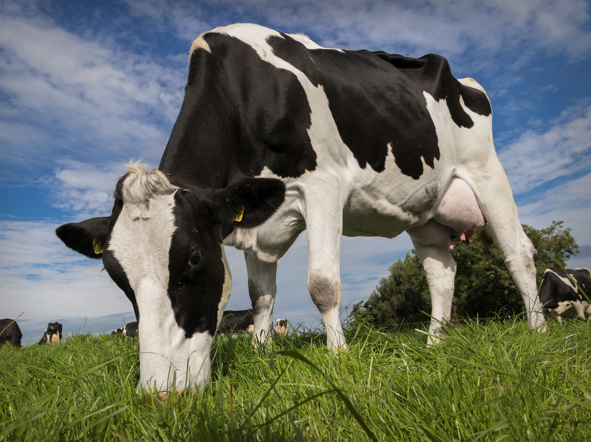 Debt And The Dairy Farmer : The Indicator from Planet Money : NPR