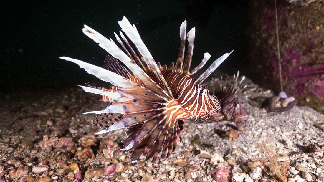 Invasive Species From Around The Country : Short Wave : NPR