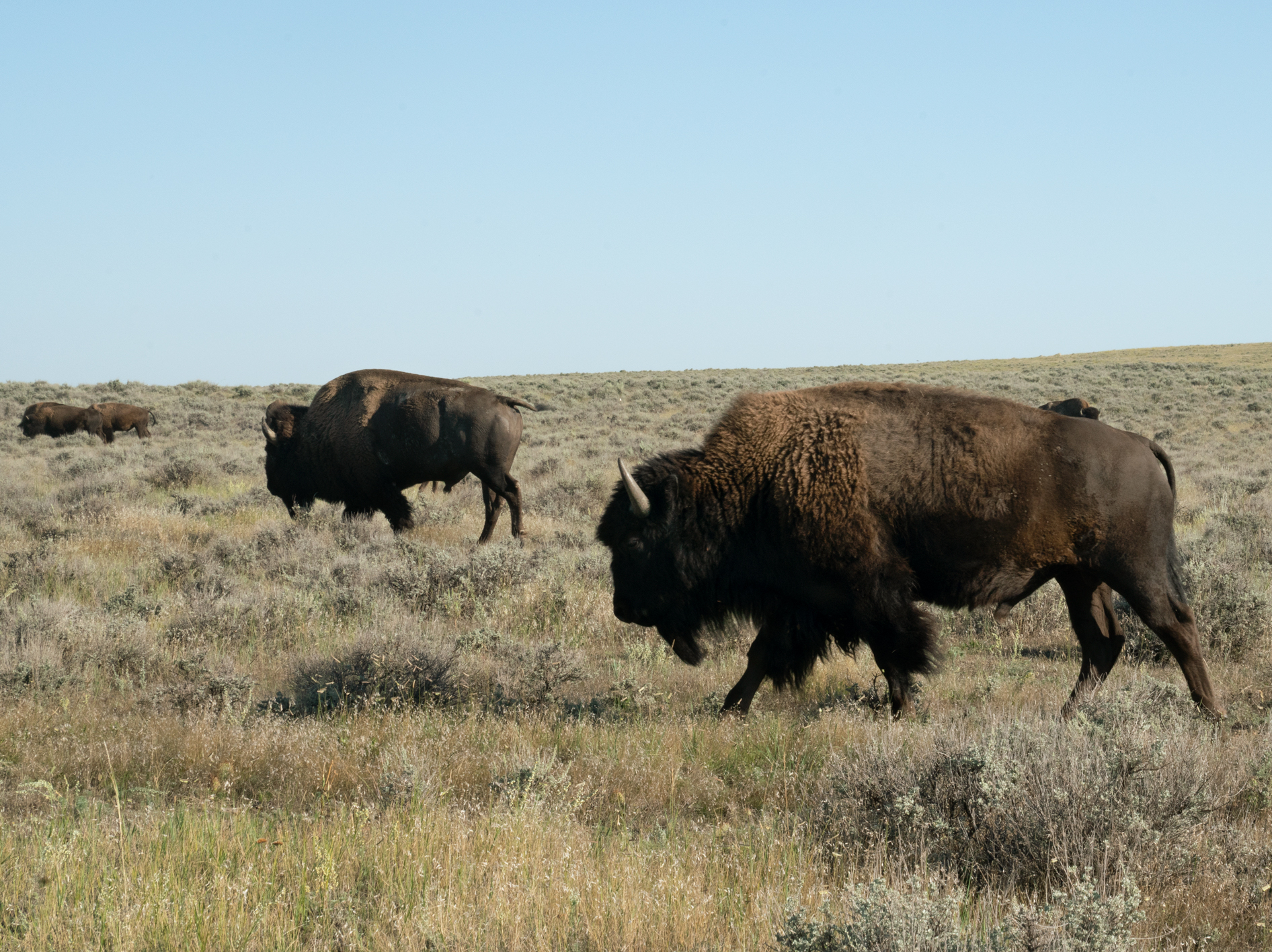 Favorite Photos And Illustrations Of 2019 | NCPR News