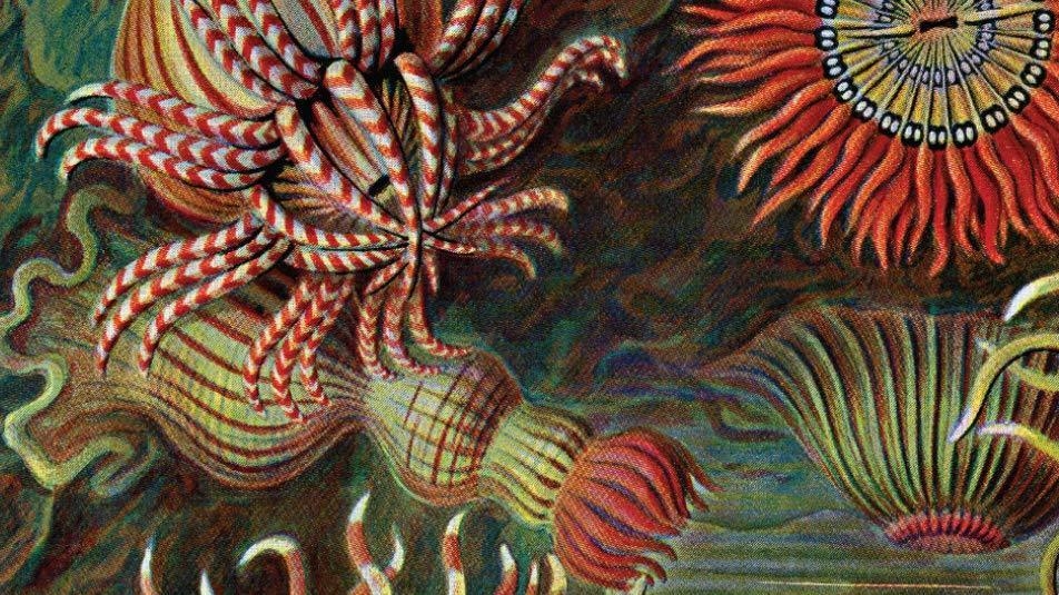 Review: 'Creatures,' By Crissy Van Meter : NPR