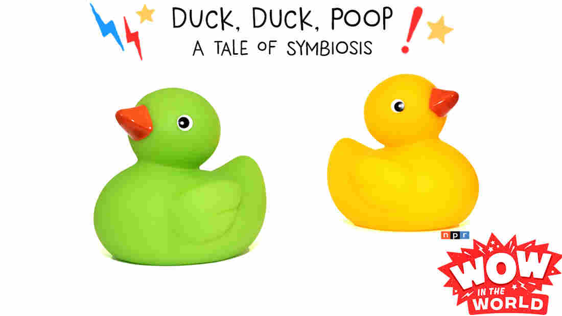 Duck Duck Poop! - A Tale Of Symbiosis (encore) : Wow in the World : NPR