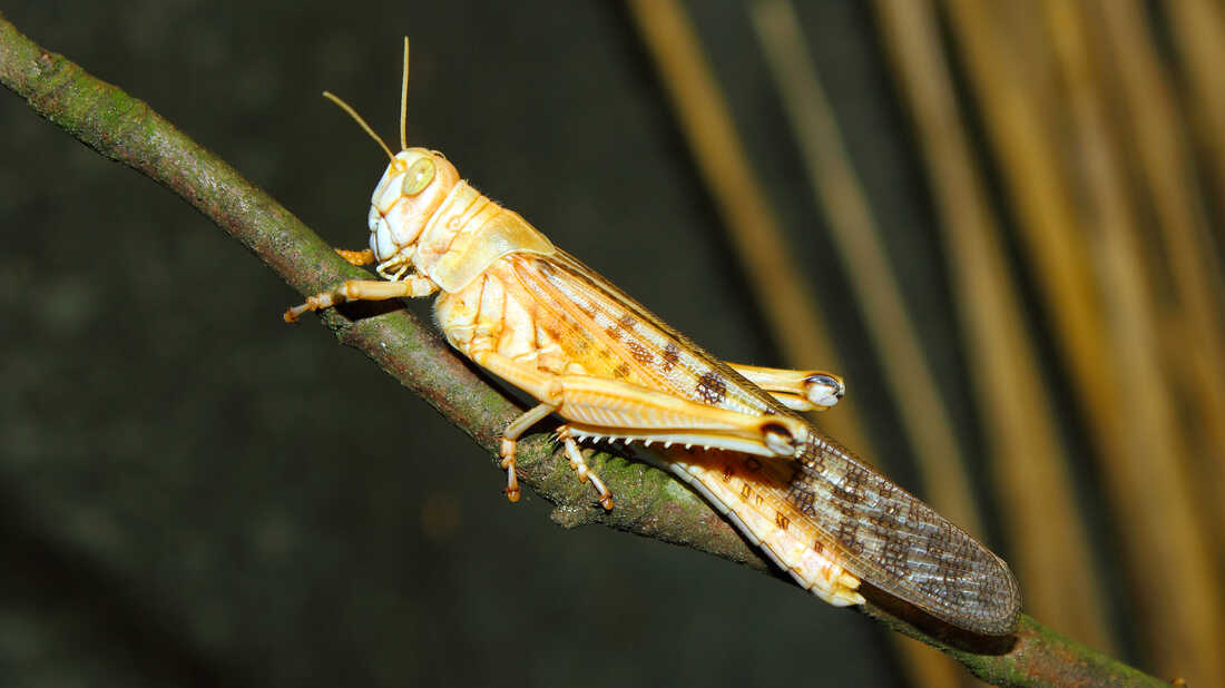 Can A Low-Carb Diet Prevent A Plague Of Locusts? : Short Wave : NPR