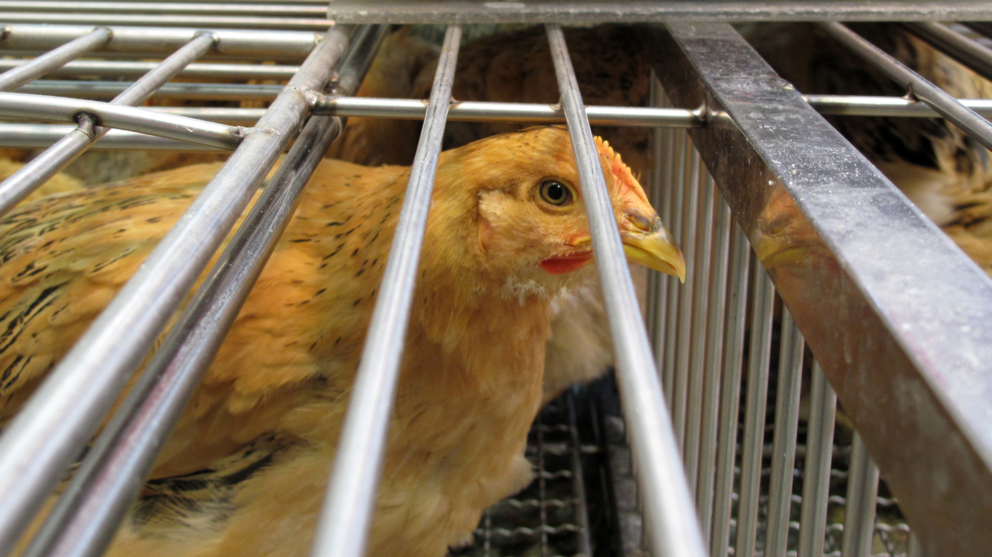 'Wet Market' In China Is Linked To Coronavirus Outbreak. What Are These ...