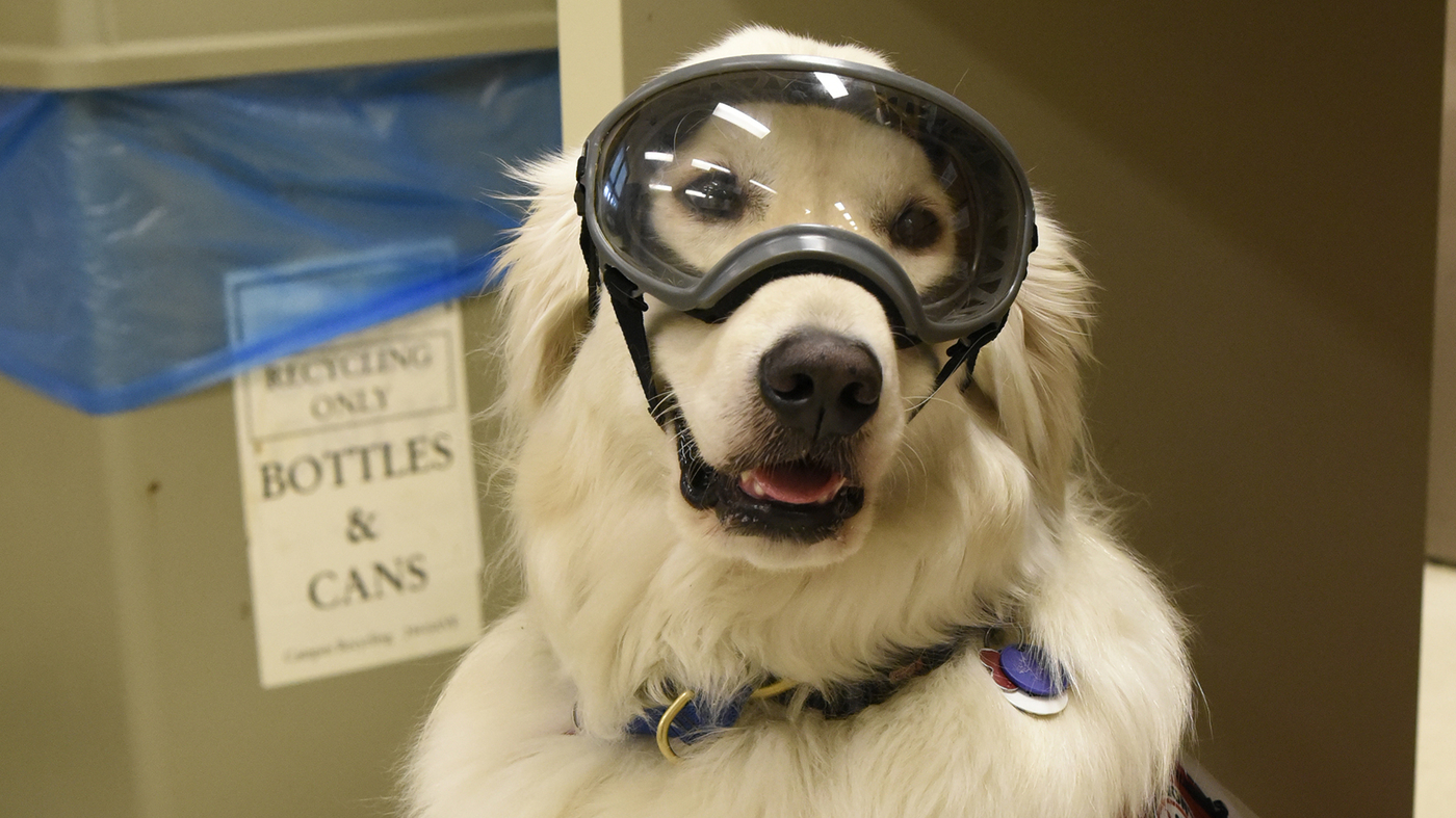 Service Animals And Laboratory Access: Who Decides? : Short Wave : NPR