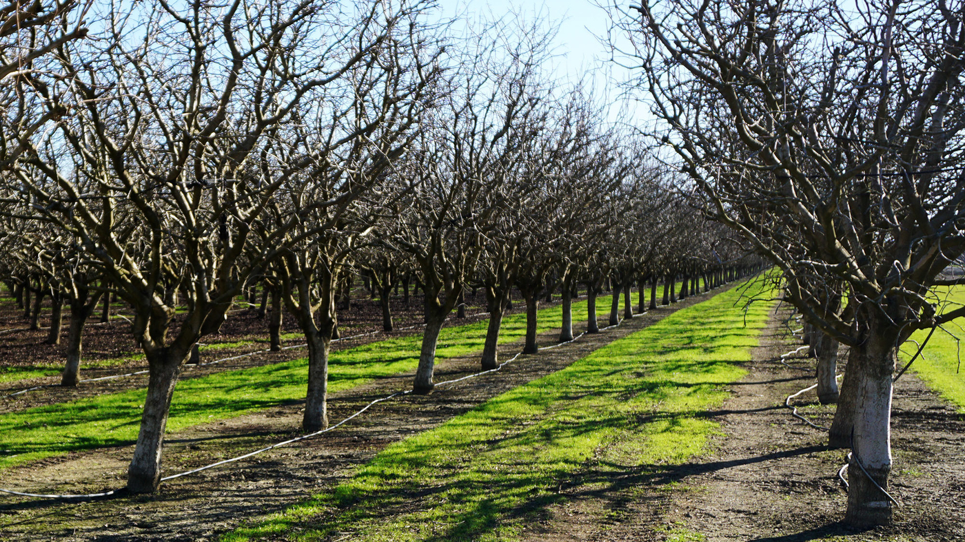 Warm Winters Threaten Nut Trees. Can Science Help Them Chill Out? : The ...