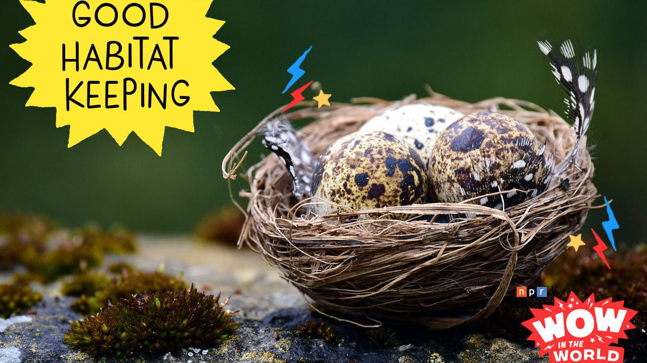 Good Habitat Keeping : NPR