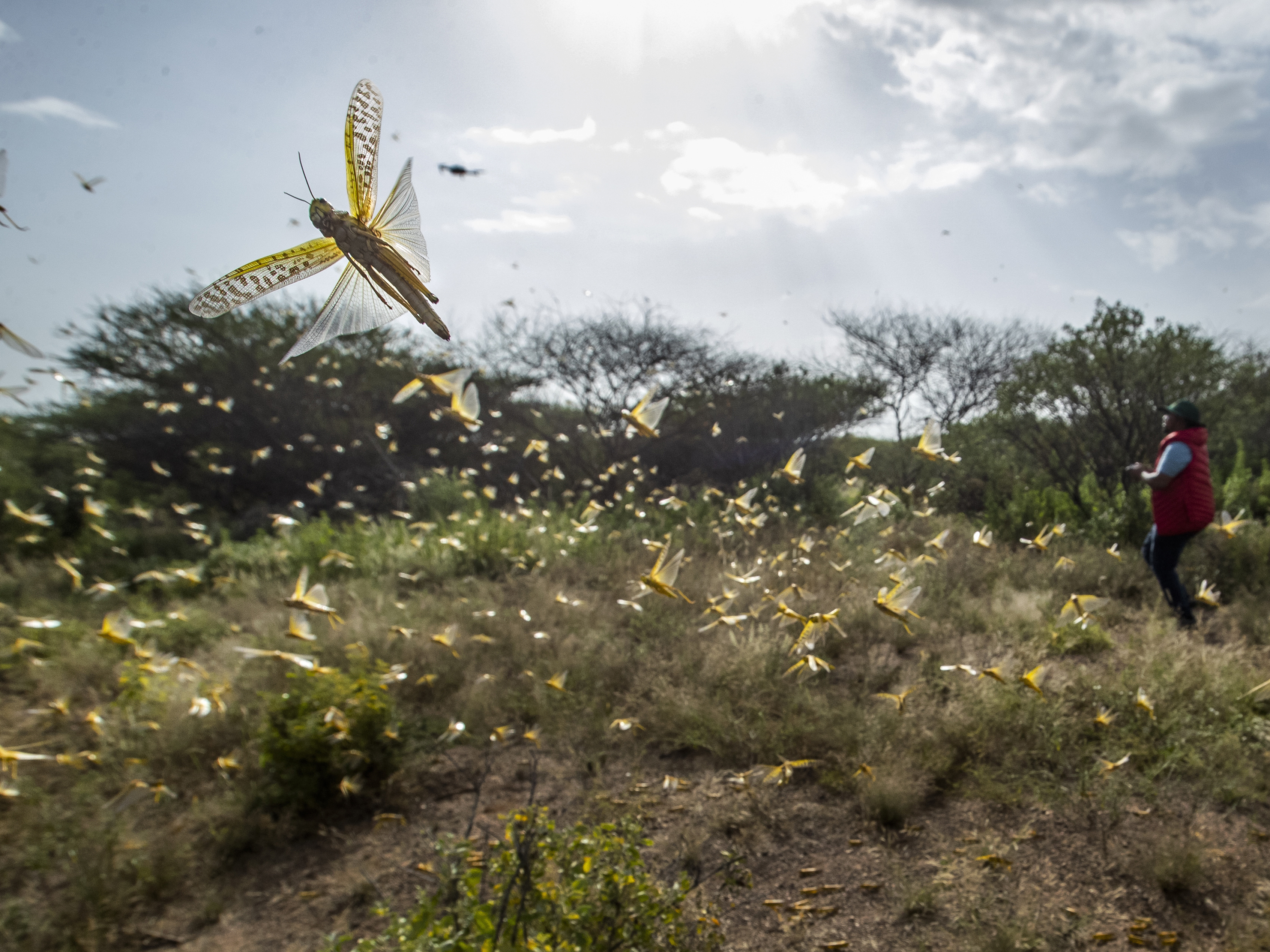 Why Are Swarms Of Locusts Wreaking Havoc In East Africa? | NCPR News