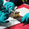 Coronavirus And Animals FAQ: What Does A Sick Tiger Mean For Your Cat ...
