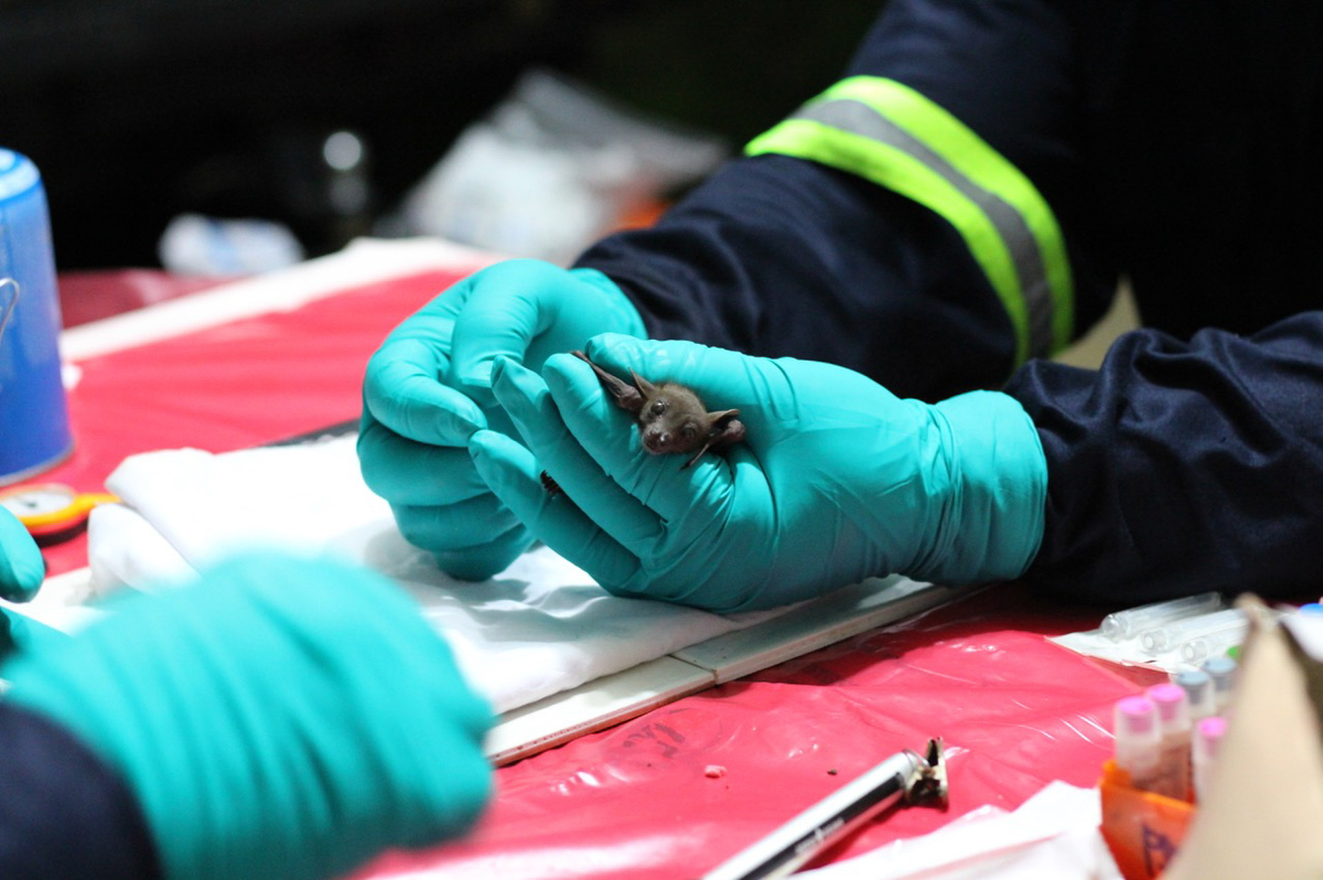Bats In China Carry 400+ Coronaviruses With The Potential To Spill Over ...