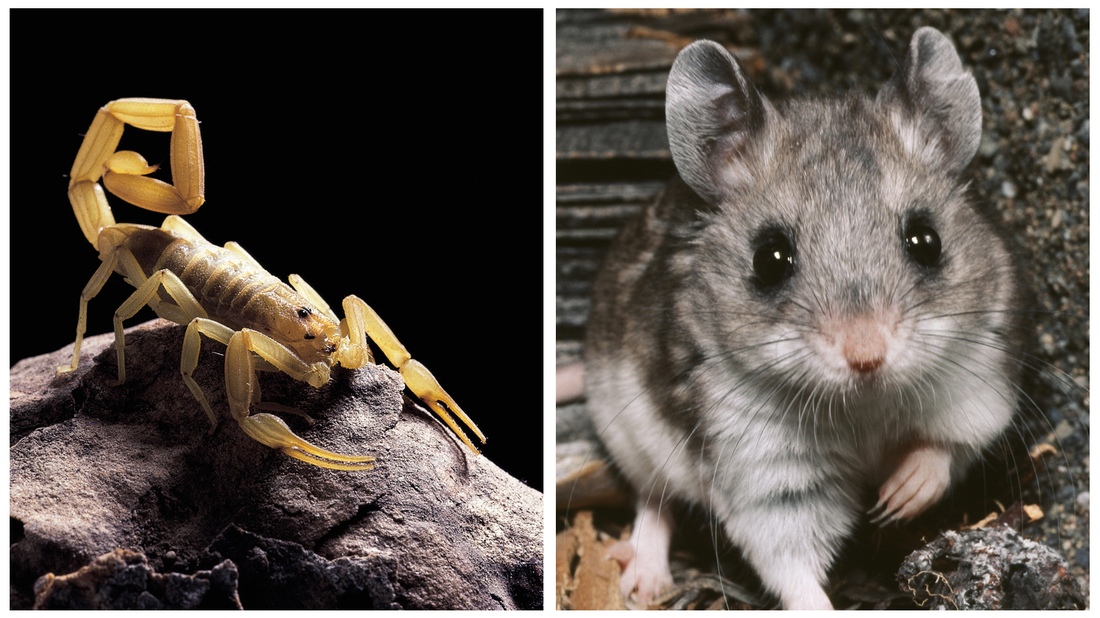 Netflix Showcases Grasshopper Mouse Immune To Scorpion Venom : Short ...