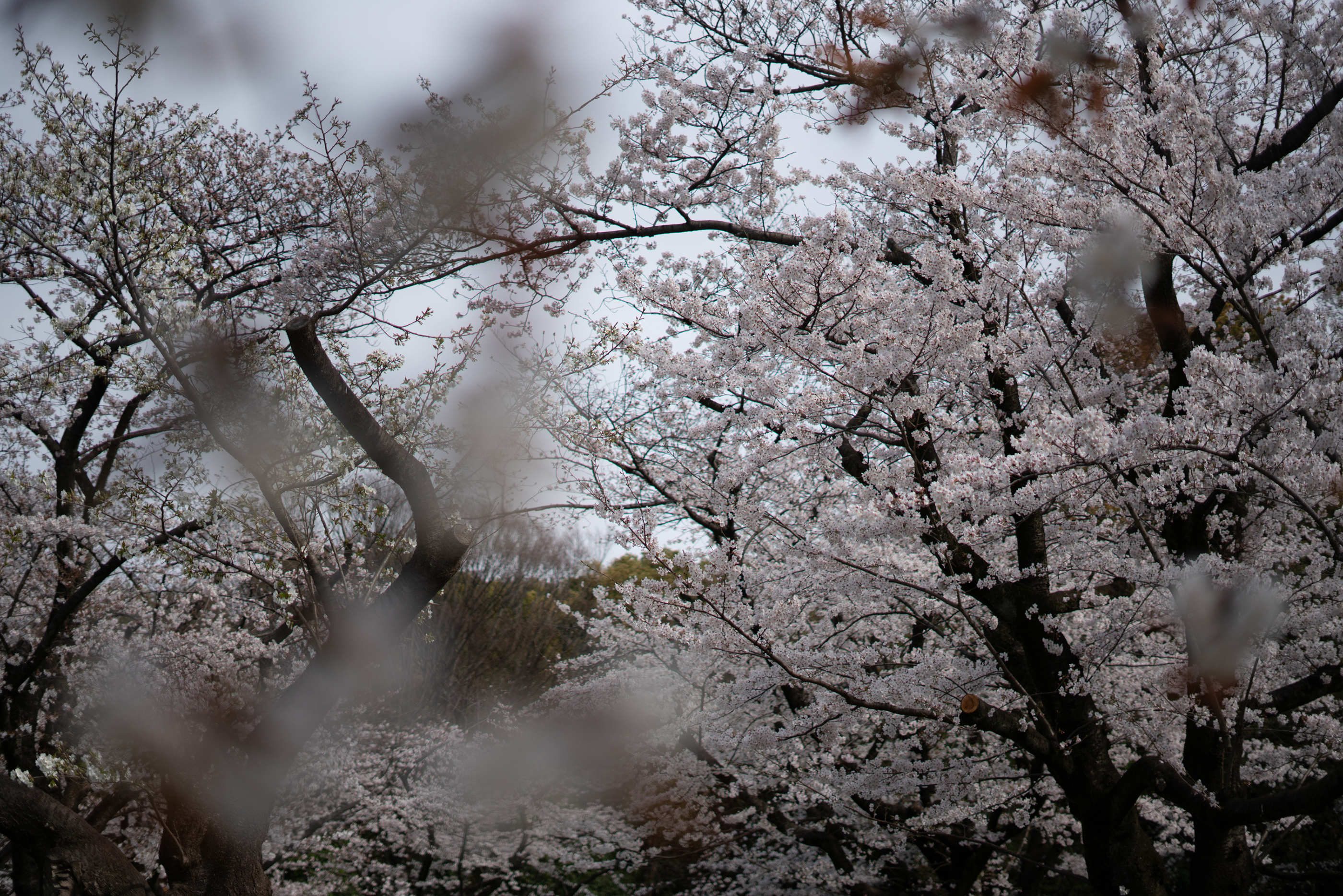Cherry blossom festival 2020 store