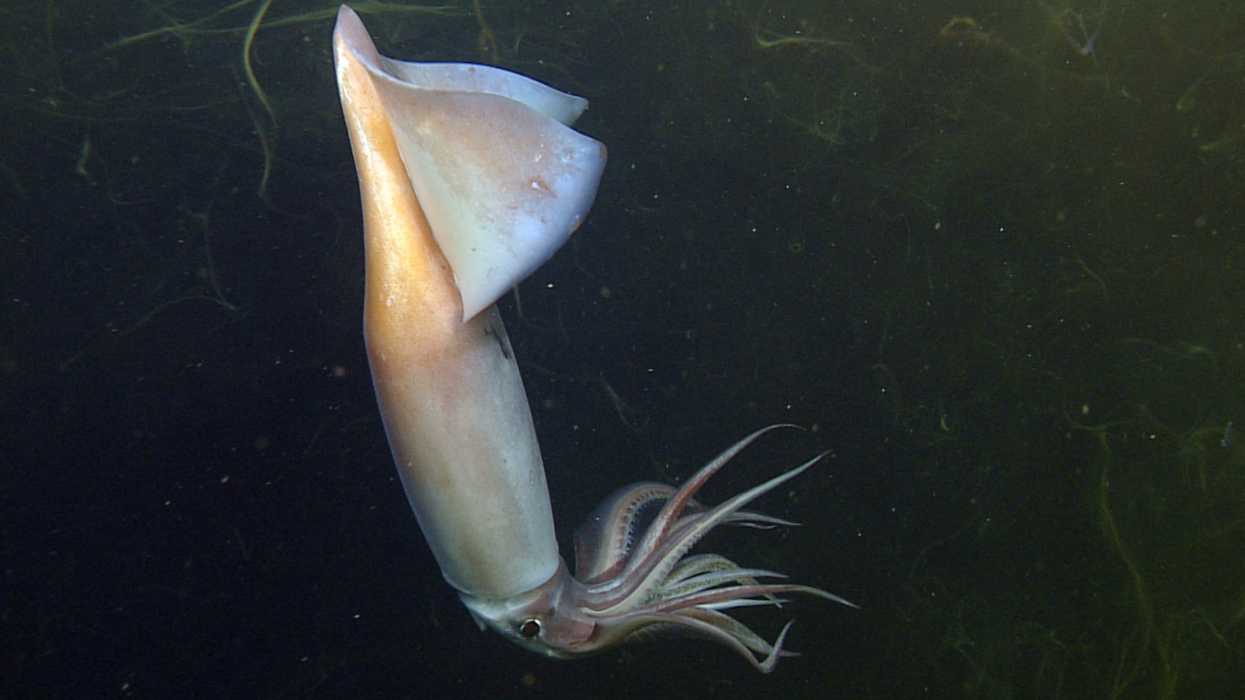 Deep Sea Squid Communicate With Glowing Skin : NPR