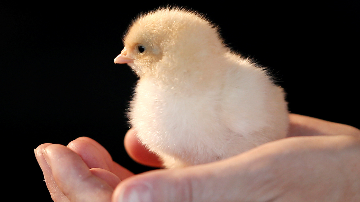 'We Are Swamped': Coronavirus Propels Interest In Raising Backyard ...