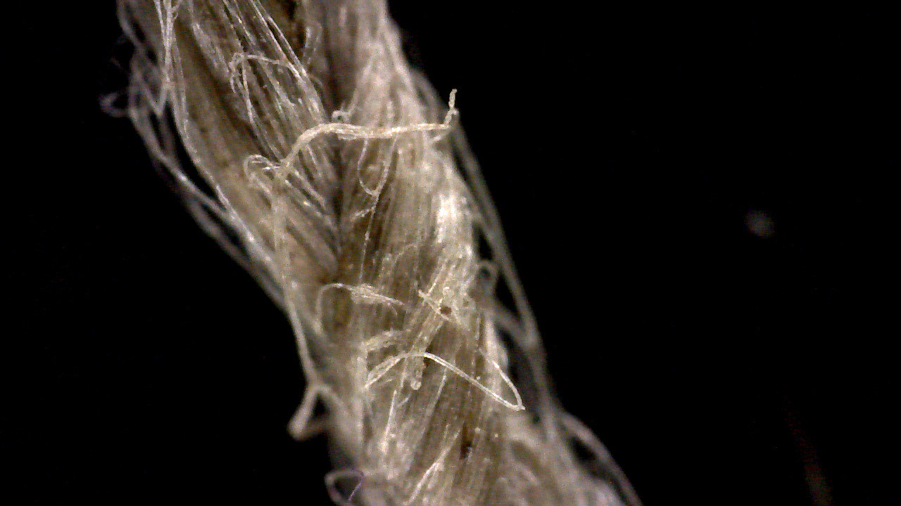 Neanderthals May Have Used String : NPR