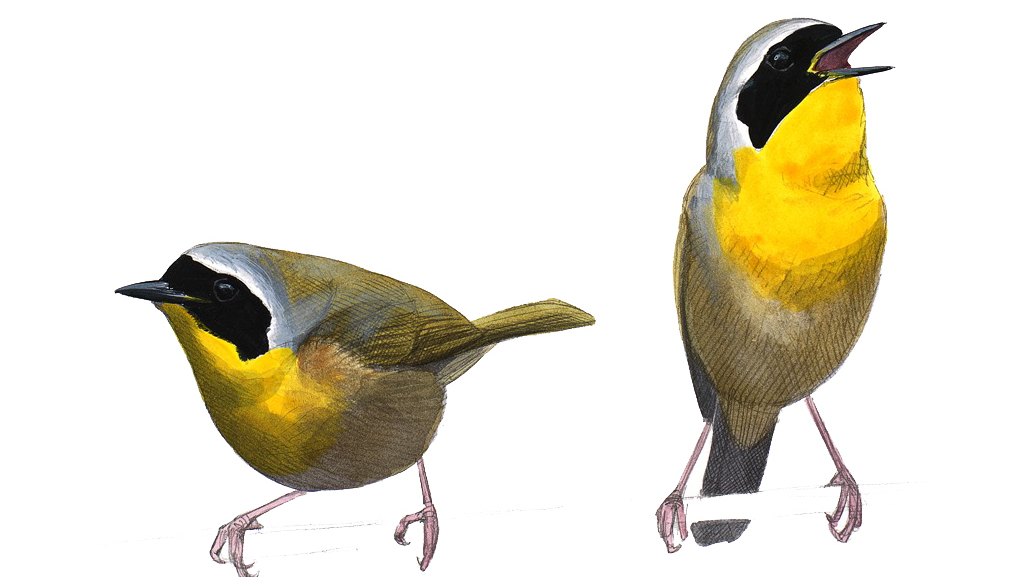 Feeling Cooped Up? Let Your Mind Fly Free With 'What It's Like To Be A ...