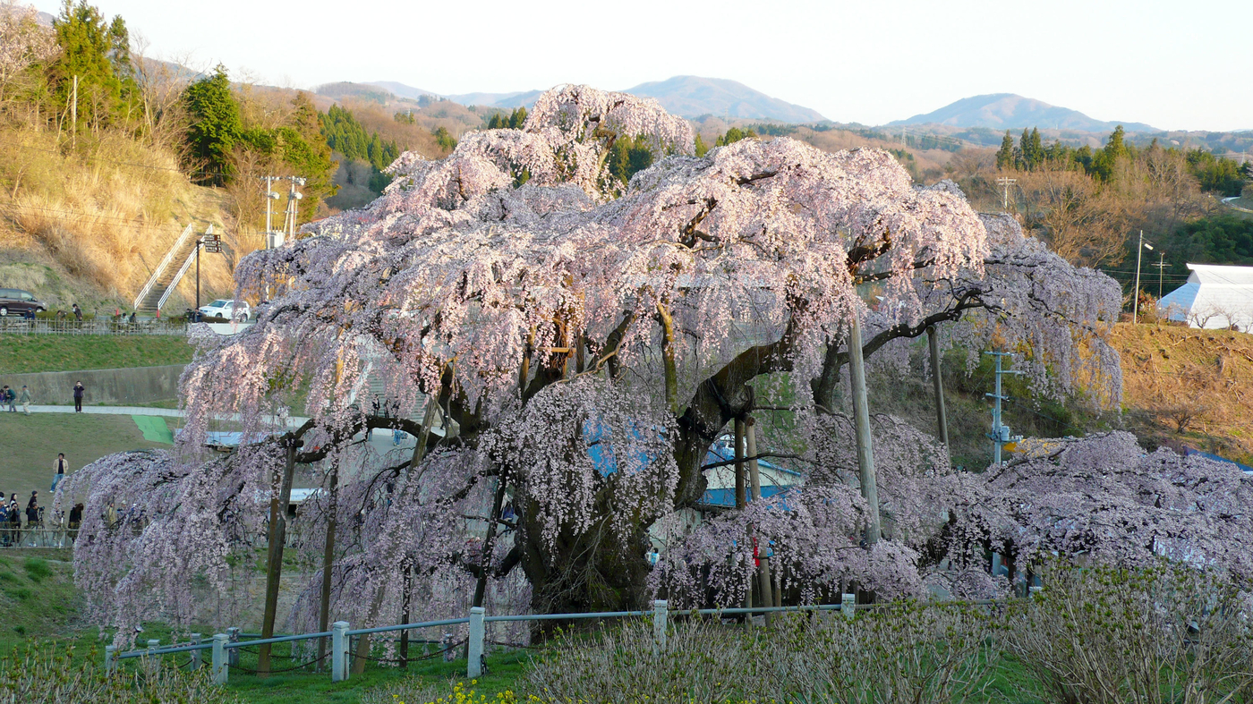 'A Reminder That Nature Is Strong': In Japan, A 1,000-Year-Old Cherry ...