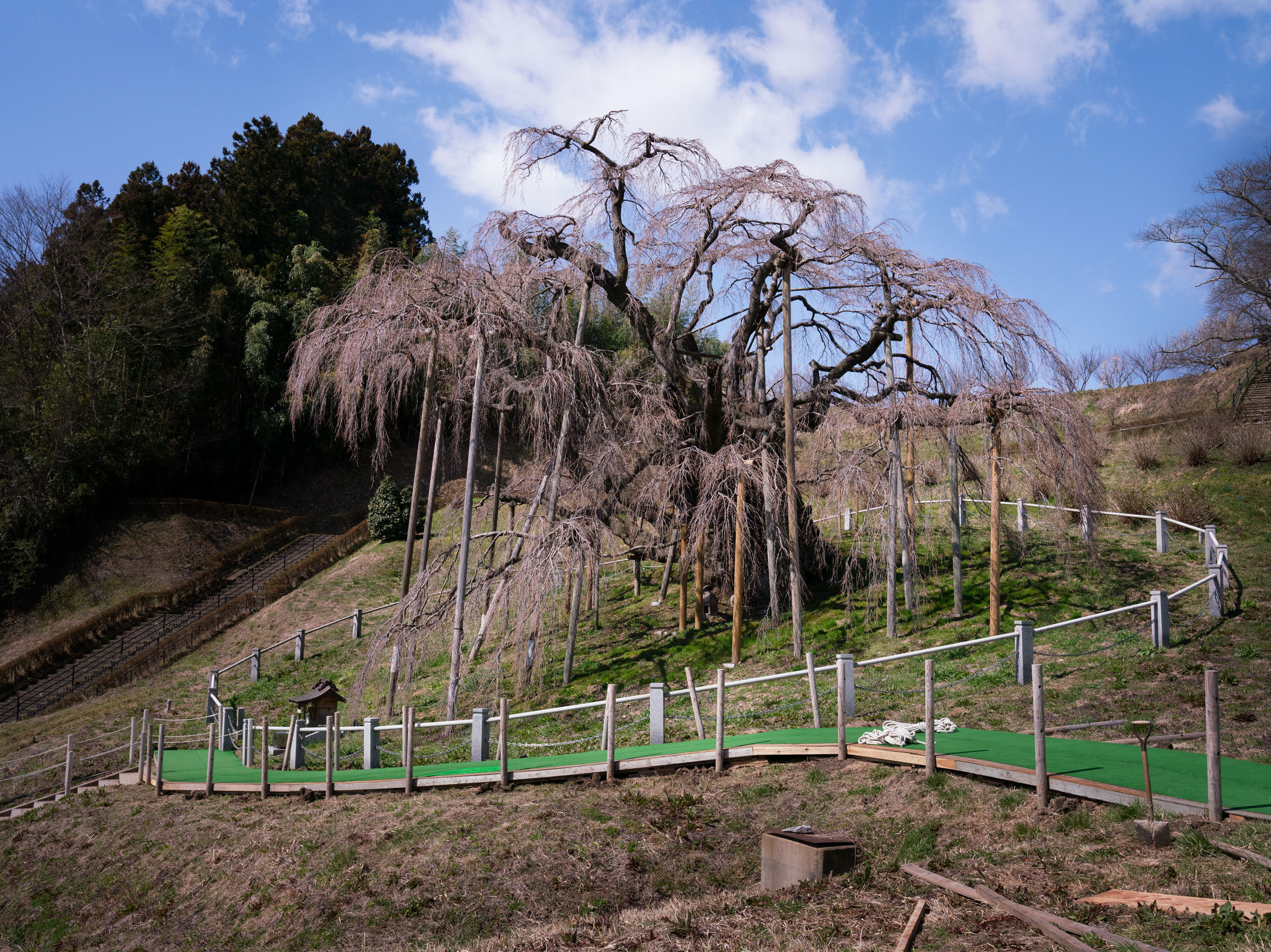 'A Reminder That Nature Is Strong': In Japan, A 1,000-Year-Old Cherry ...